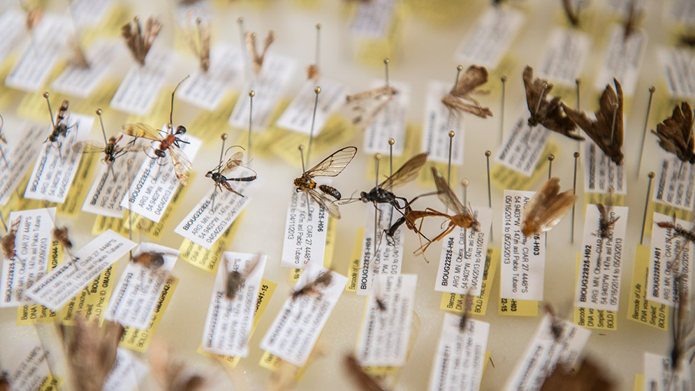 Hallan una sorprendente diversidad de insectos en la Selva Paranaense ...
